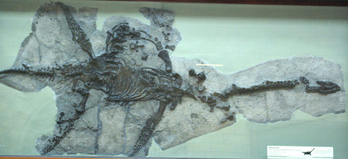 Neck function – Plesiosaur Directory