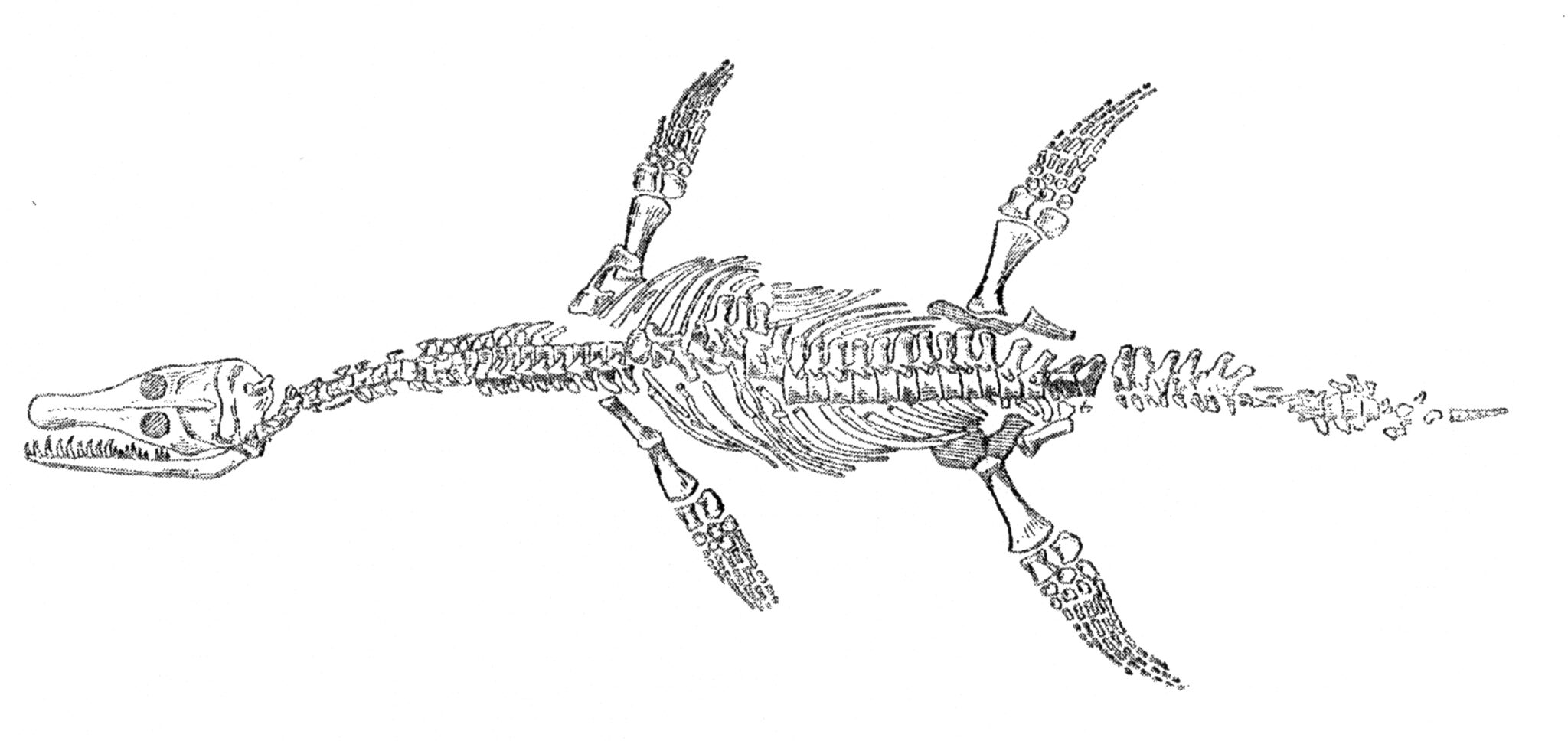 Pliosauroidea – Plesiosaur Directory