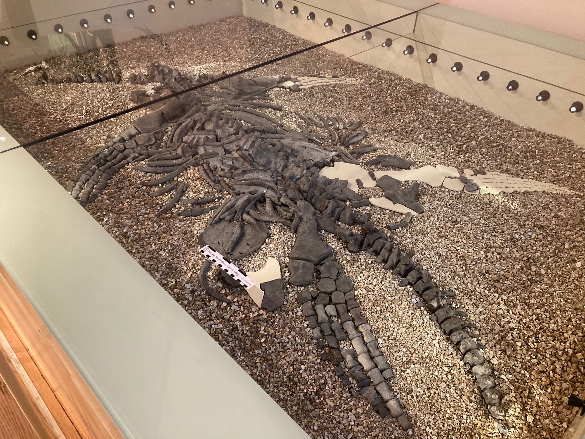The Return of the Blockley Plesiosaur – Plesiosaur Directory