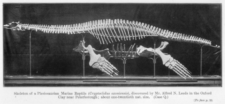 Cryptoclidus – Plesiosaur Directory