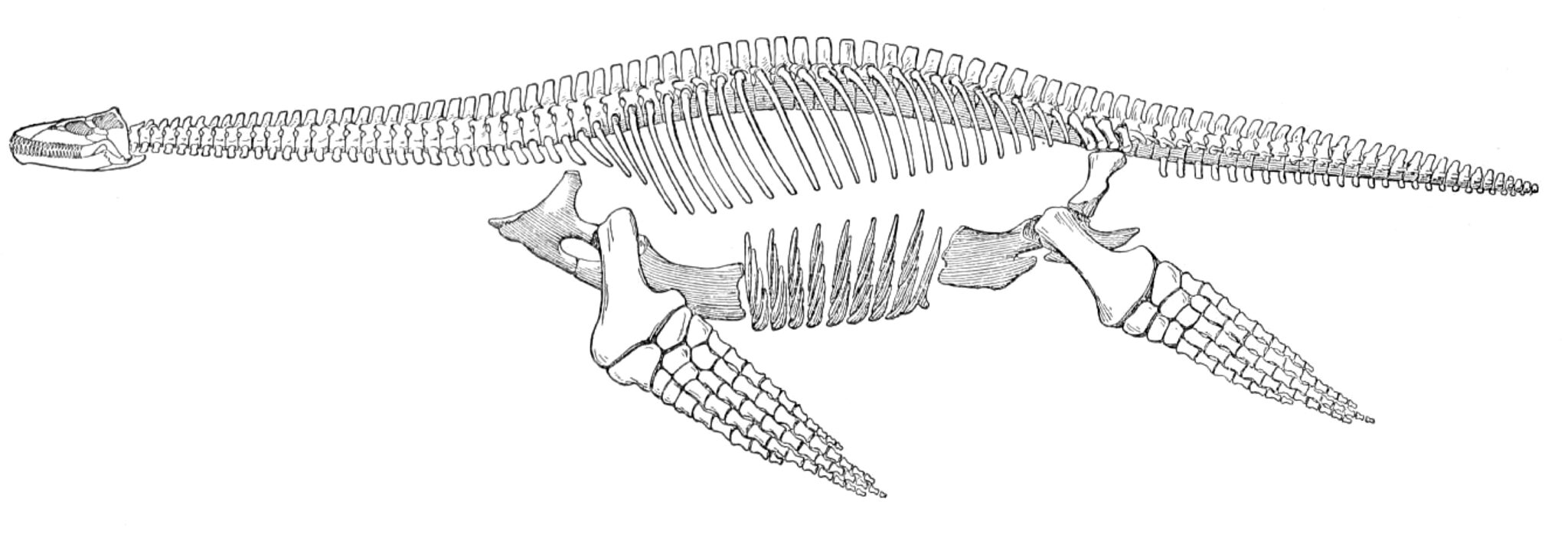 Cryptoclidus – Plesiosaur Directory