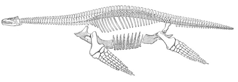 Cryptoclidus – Plesiosaur Directory