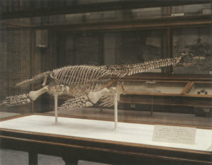 Cryptoclidus – Plesiosaur Directory