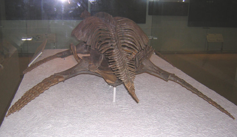 Cryptoclidus – Plesiosaur Directory