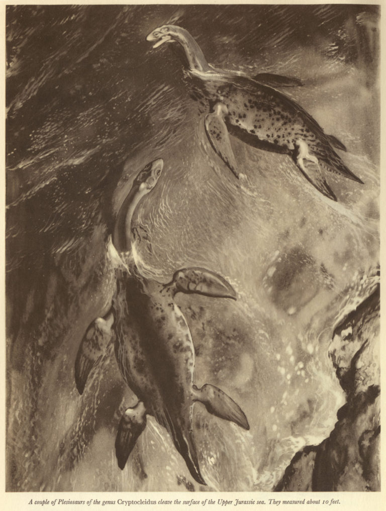 Cryptoclidus – Plesiosaur Directory