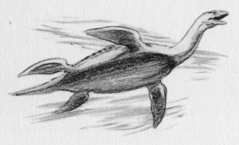 Cryptoclidus – Plesiosaur Directory