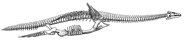 Cryptoclidus – Plesiosaur Directory