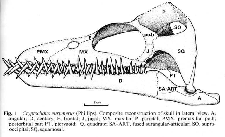 Cryptoclidus – Plesiosaur Directory