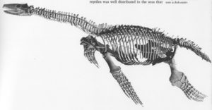 Cryptoclidus – Plesiosaur Directory