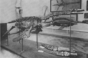 Cryptoclidus – Plesiosaur Directory