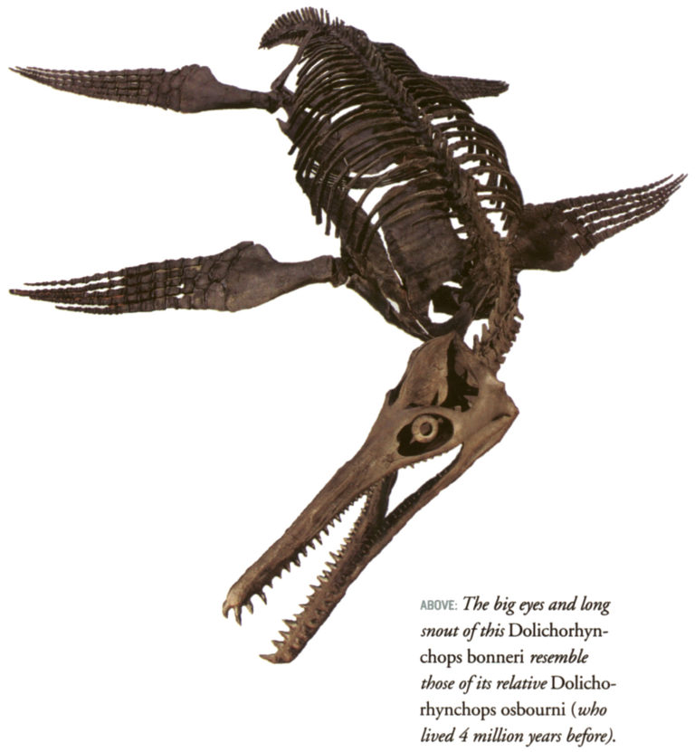 Polycotylidae – Plesiosaur Directory