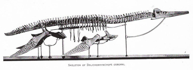 Photographs – Plesiosaur Directory