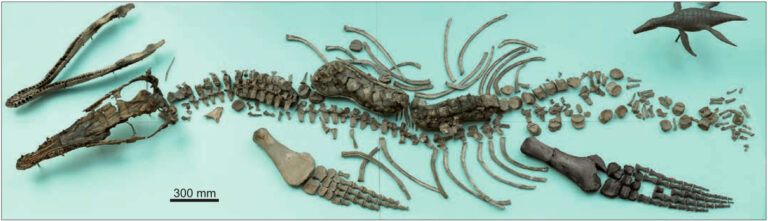 Eardasaurus – Plesiosaur Directory