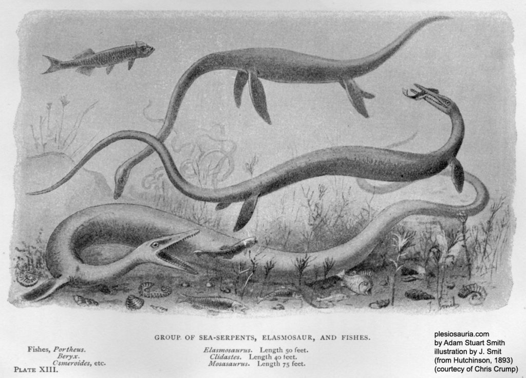 Elasmosaurus – Plesiosaur Directory