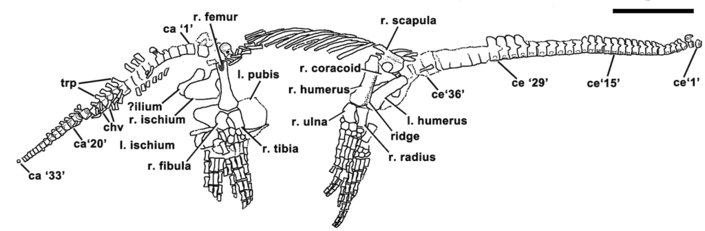 Eoplesiosaurus – Plesiosaur Directory