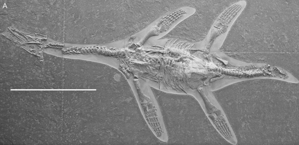 Pliosauroidea – Plesiosaur Directory