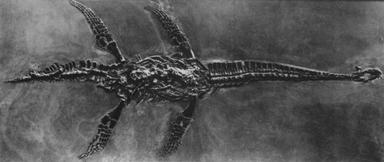 Hydrorion – Plesiosaur Directory