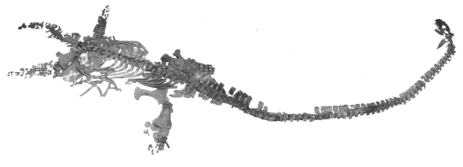 Neck function – Plesiosaur Directory