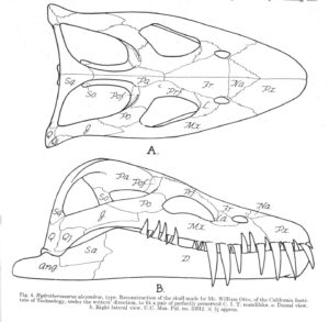 Hydrotherosaurus – Plesiosaur Directory