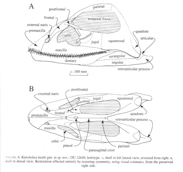 Kaiwhekea – Plesiosaur Directory