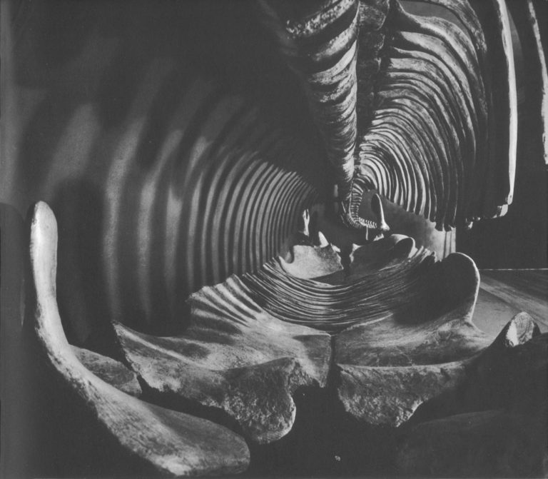 Photographs – Plesiosaur Directory