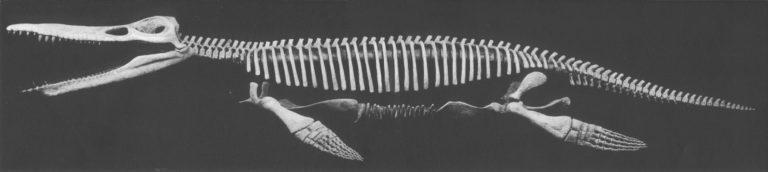 Photographs – Plesiosaur Directory