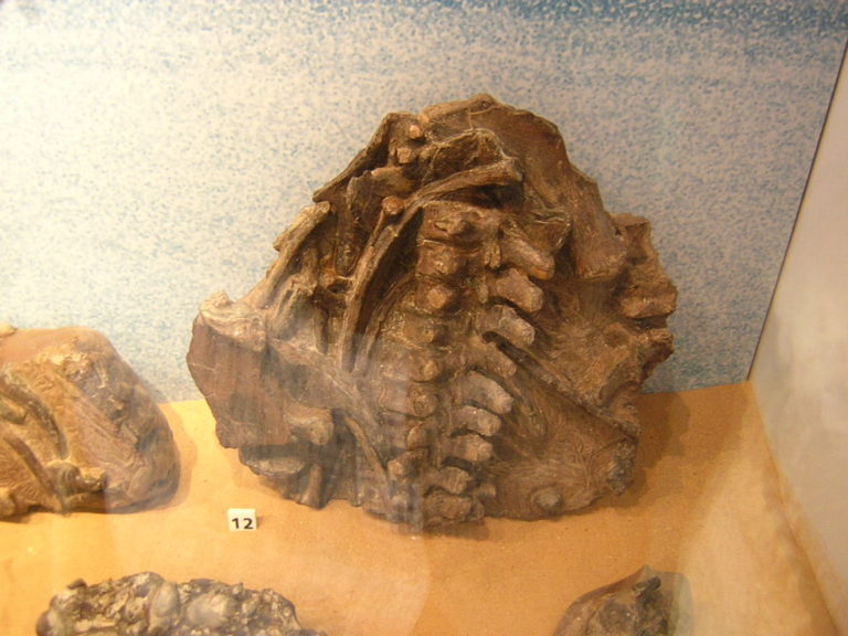 Photographs – Plesiosaur Directory