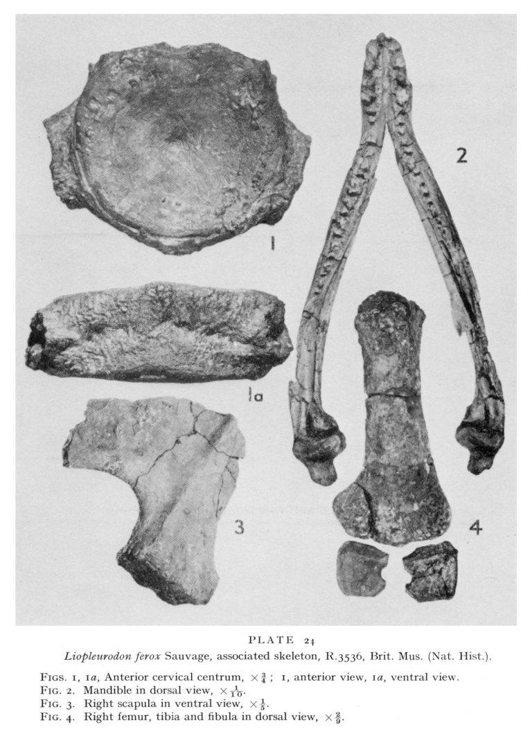 Photographs – Plesiosaur Directory