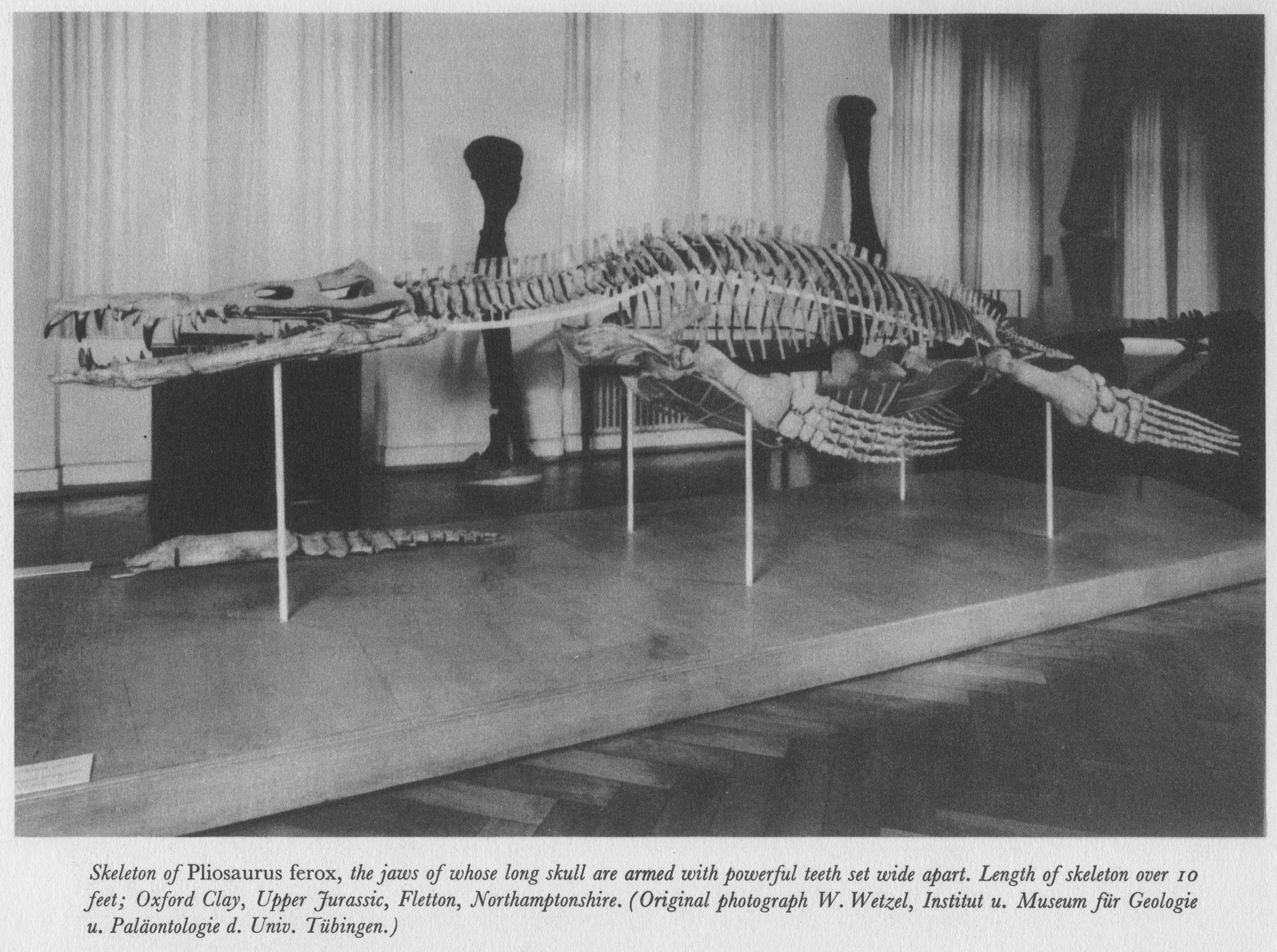 Photographs Plesiosaur Directory