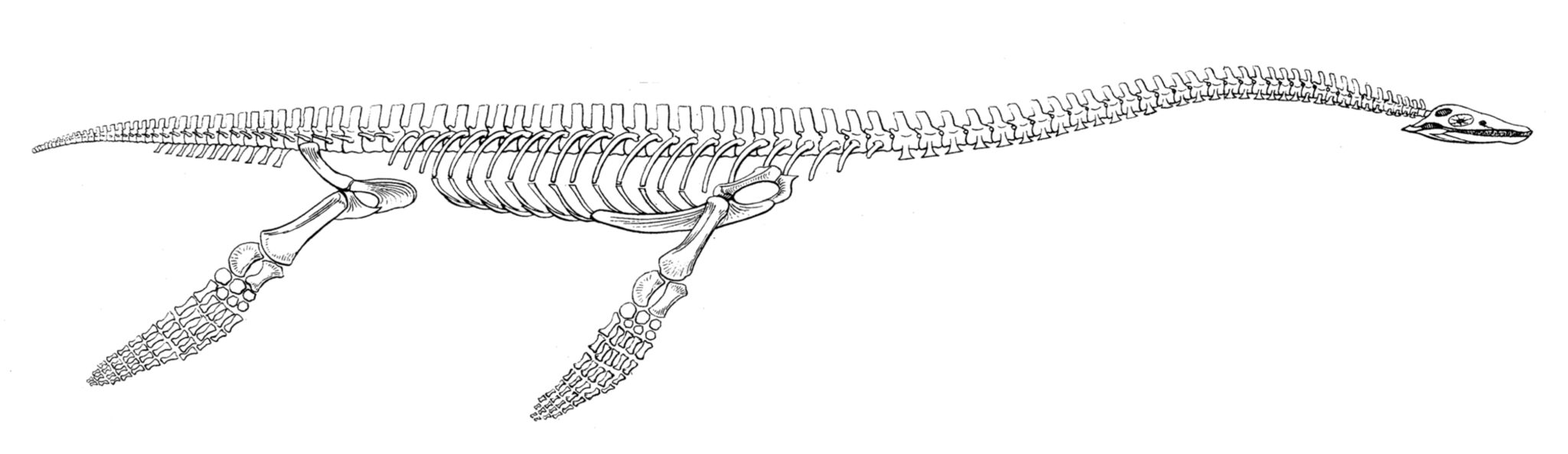Plesiosauroidea – Plesiosaur Directory