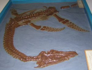 Plesiosaurus – Plesiosaur Directory