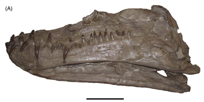 Styxosaurus – Plesiosaur Directory