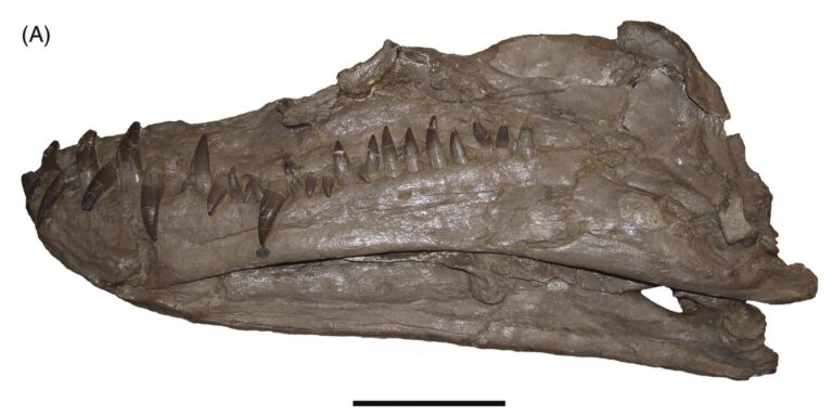 Styxosaurus – Plesiosaur Directory